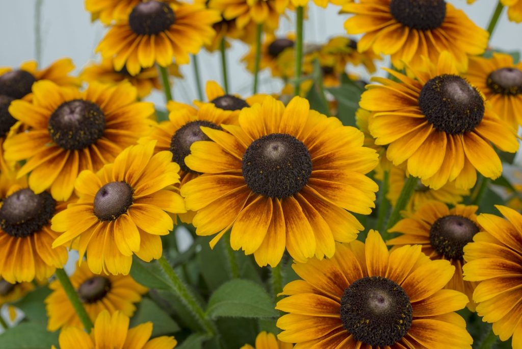 Rudbeckia – AB Cultivars