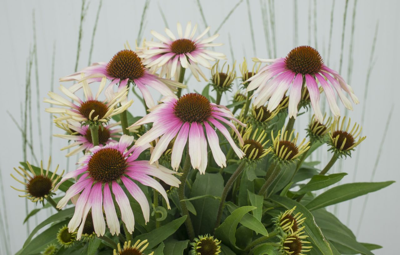 Echinacea – AB Cultivars